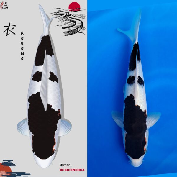 Five types of Koromo koi, Do you have any in your pond? - Be Koi Farm ...