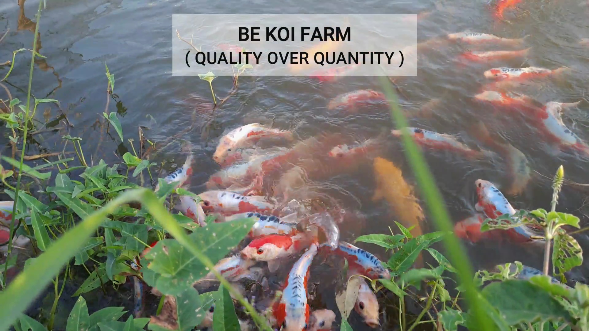 Still the Doitsu Family but with Scales? What Kind of Koi is that? - Be ...