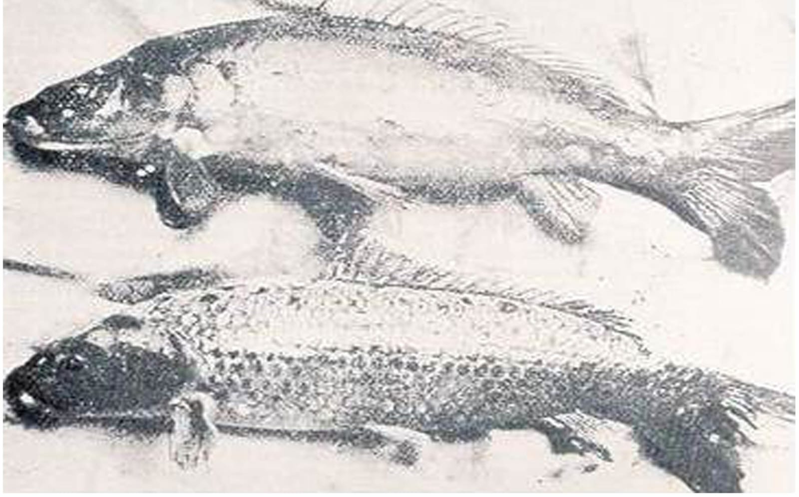 The History of the Creation of the Doitsu Type - Be Koi Farm | by PT ...