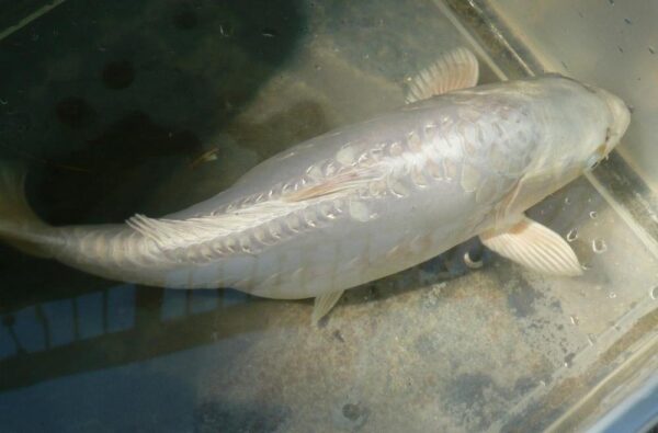 Diseases Due to Liver Function Abnormalities in Koi - Potbelly (Stomach ...