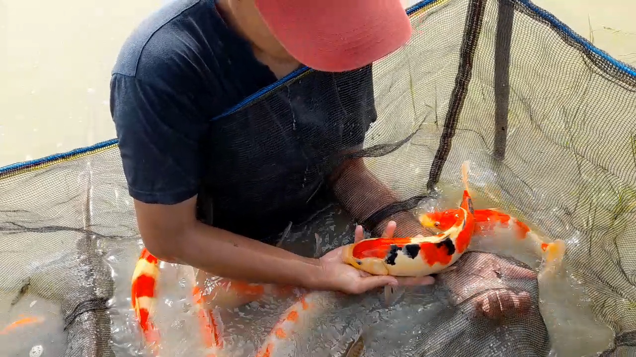Preventing Dropsy Disease in Koi - Be Koi Farm | by PT Indo Koi Abadi