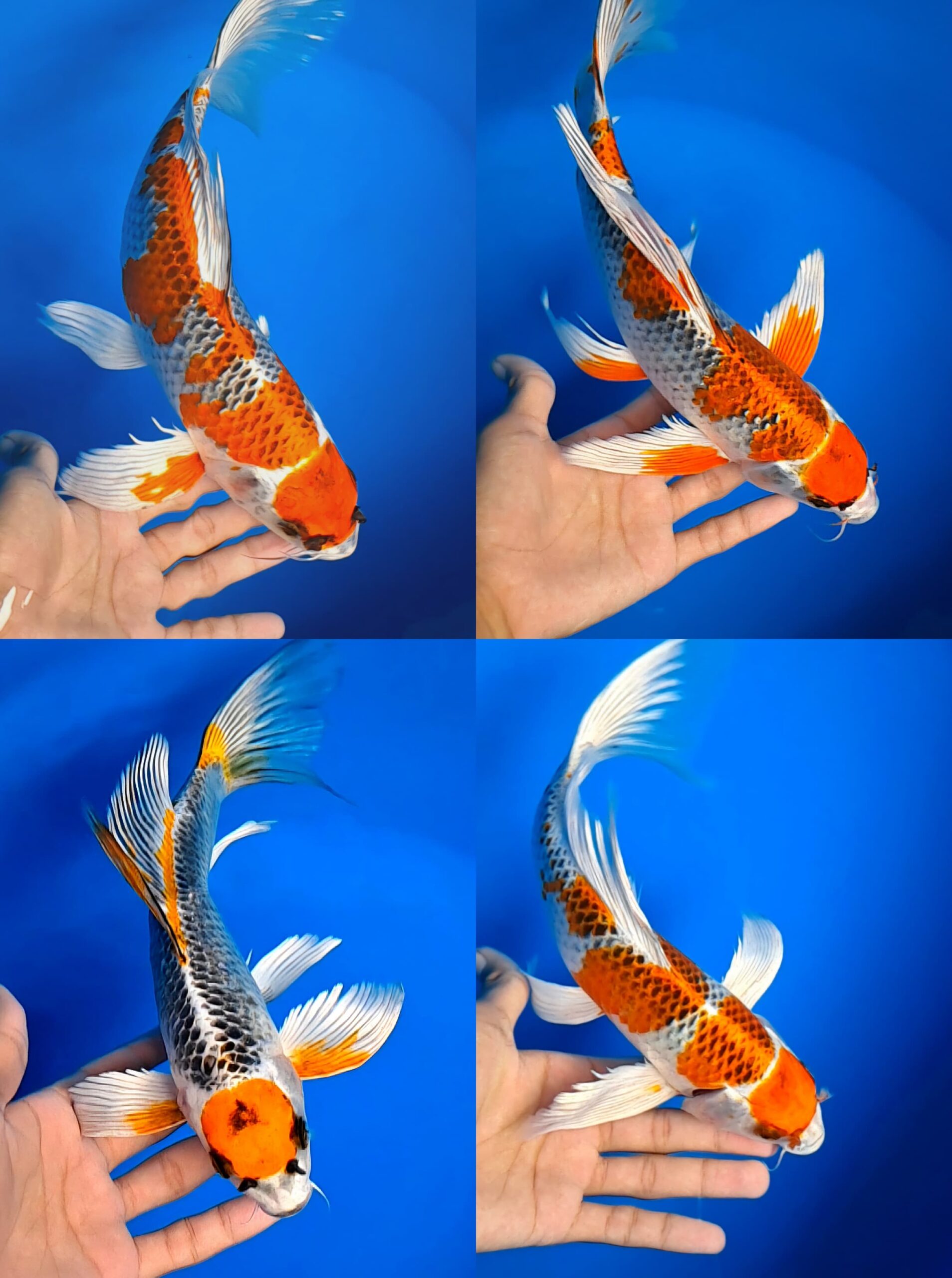 Beauty Kujaku Koi Fish, Do you have one in your pond? - Be Koi Farm ...